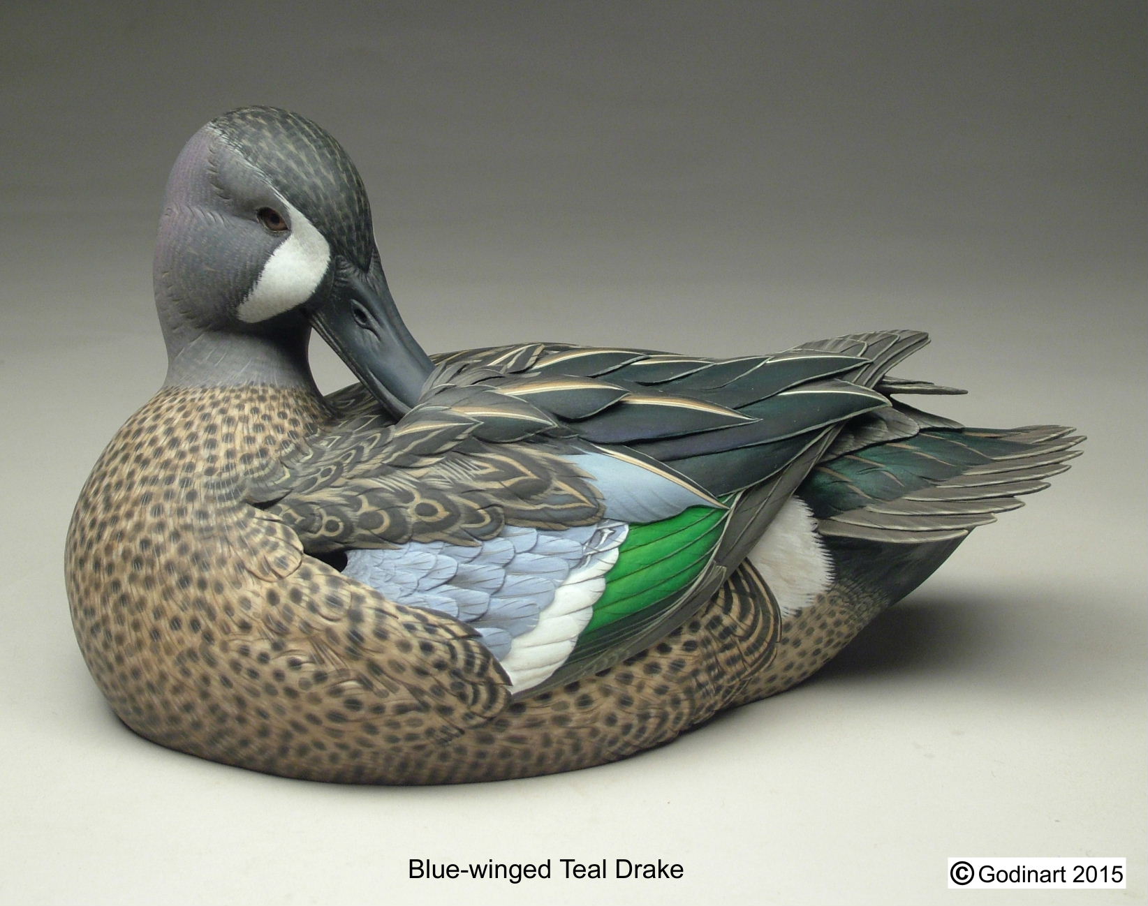 Blue Winged Teal Drake Photo Packet - Godin Art