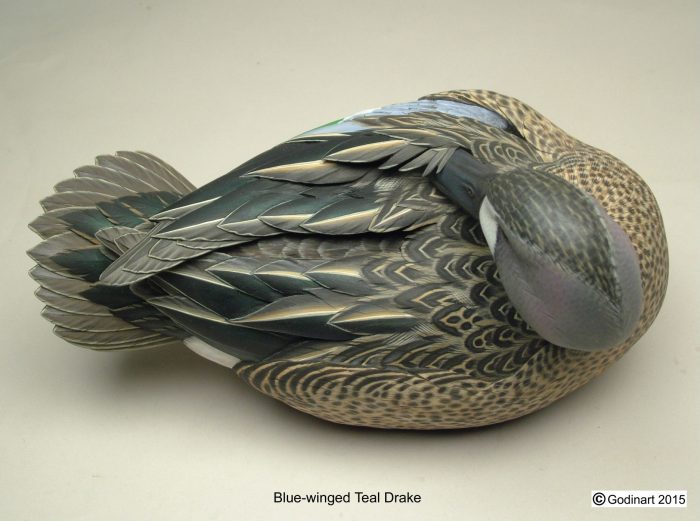 Blue Winged Teal Drake Photo Packet - Godin Art