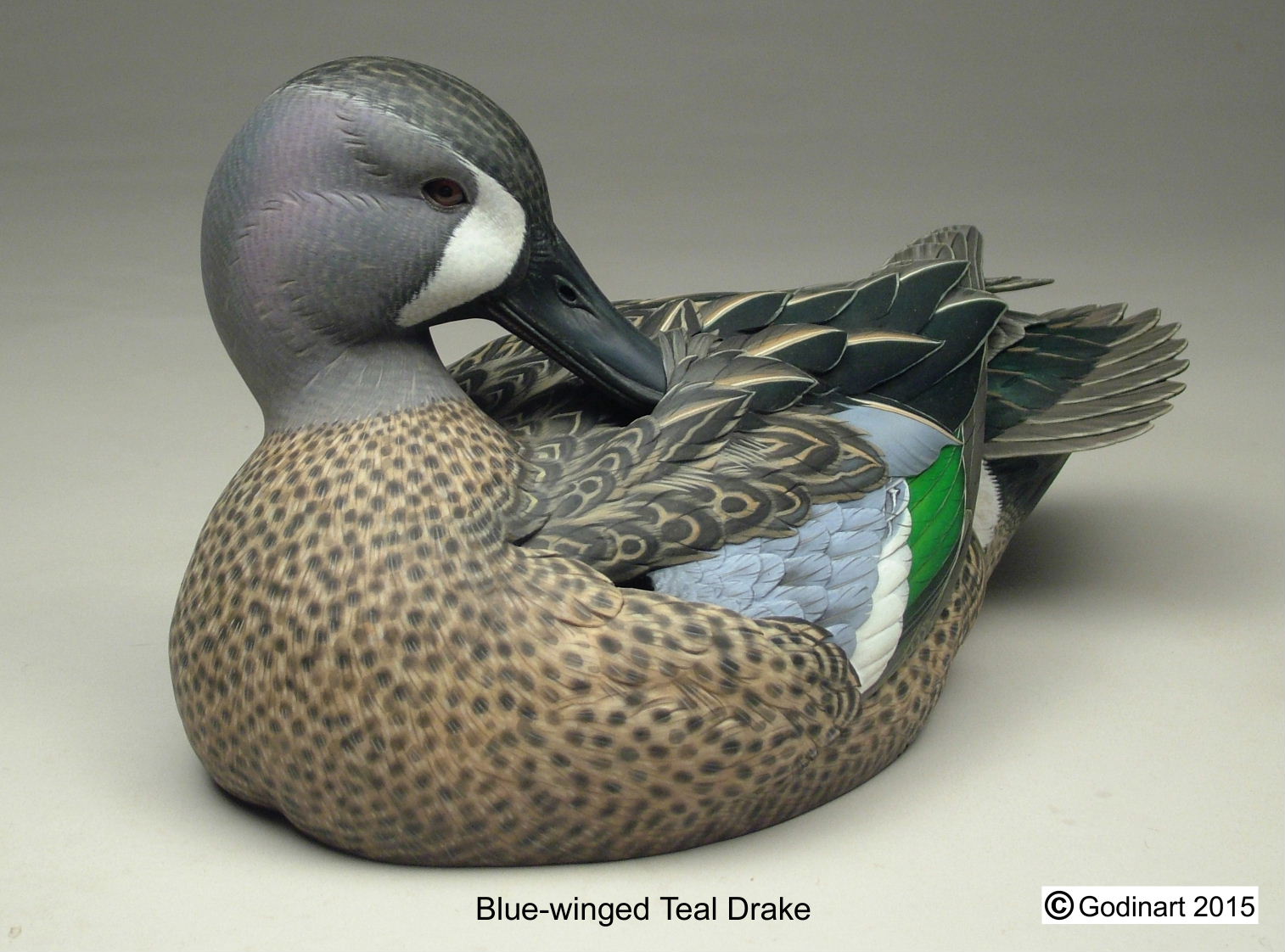 Blue Winged Teal Drake Photo Packet - Godin Art