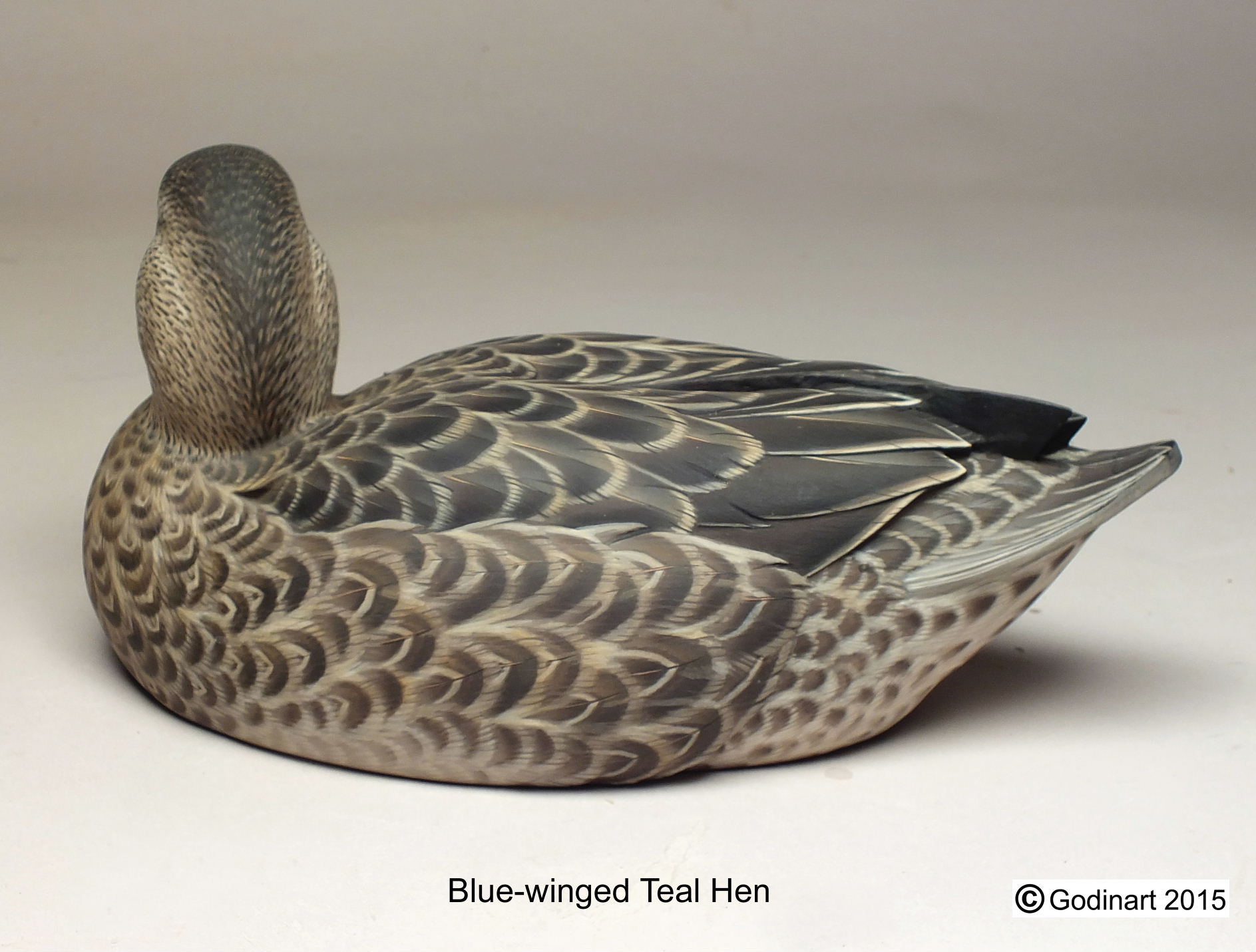 Blue-winged Teal Hen Photo Packet - Godin Art