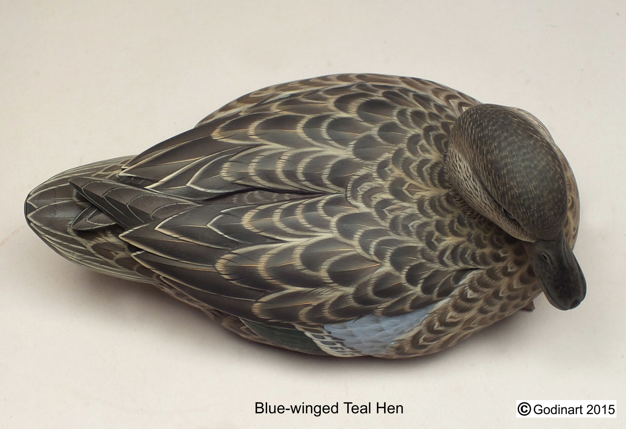 Blue-winged Teal Hen Photo Packet - Godin Art