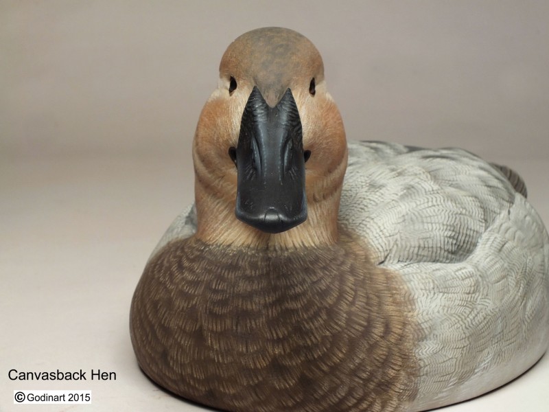 Canvasback Hen Photo Packet - Godin Art