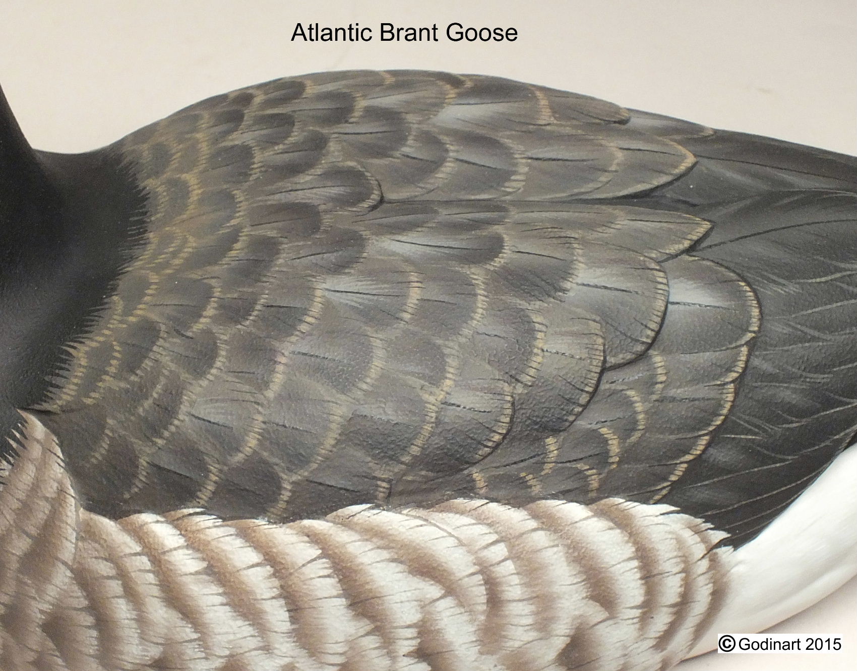 Atlantic Brant Goose Photo Packet - Godin Art