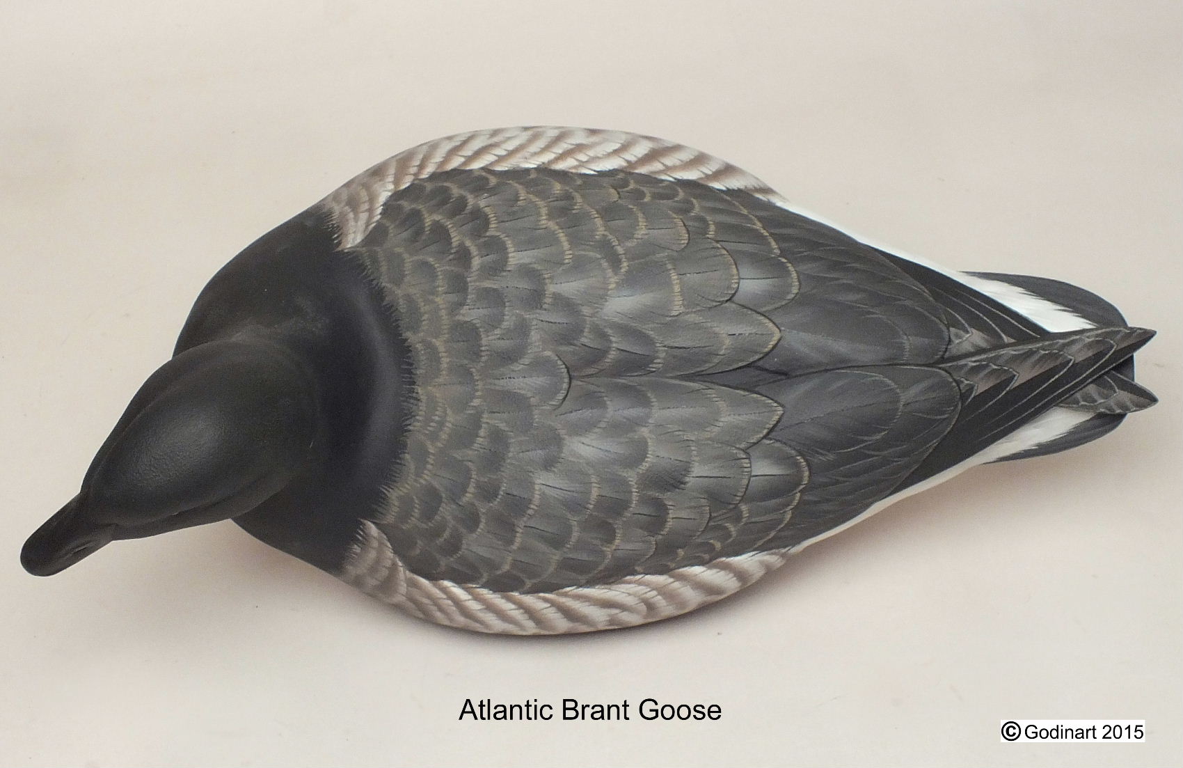 Atlantic Brant Goose Photo Packet - Godin Art