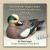 Preening Wigeon Drake CD - Godin Art