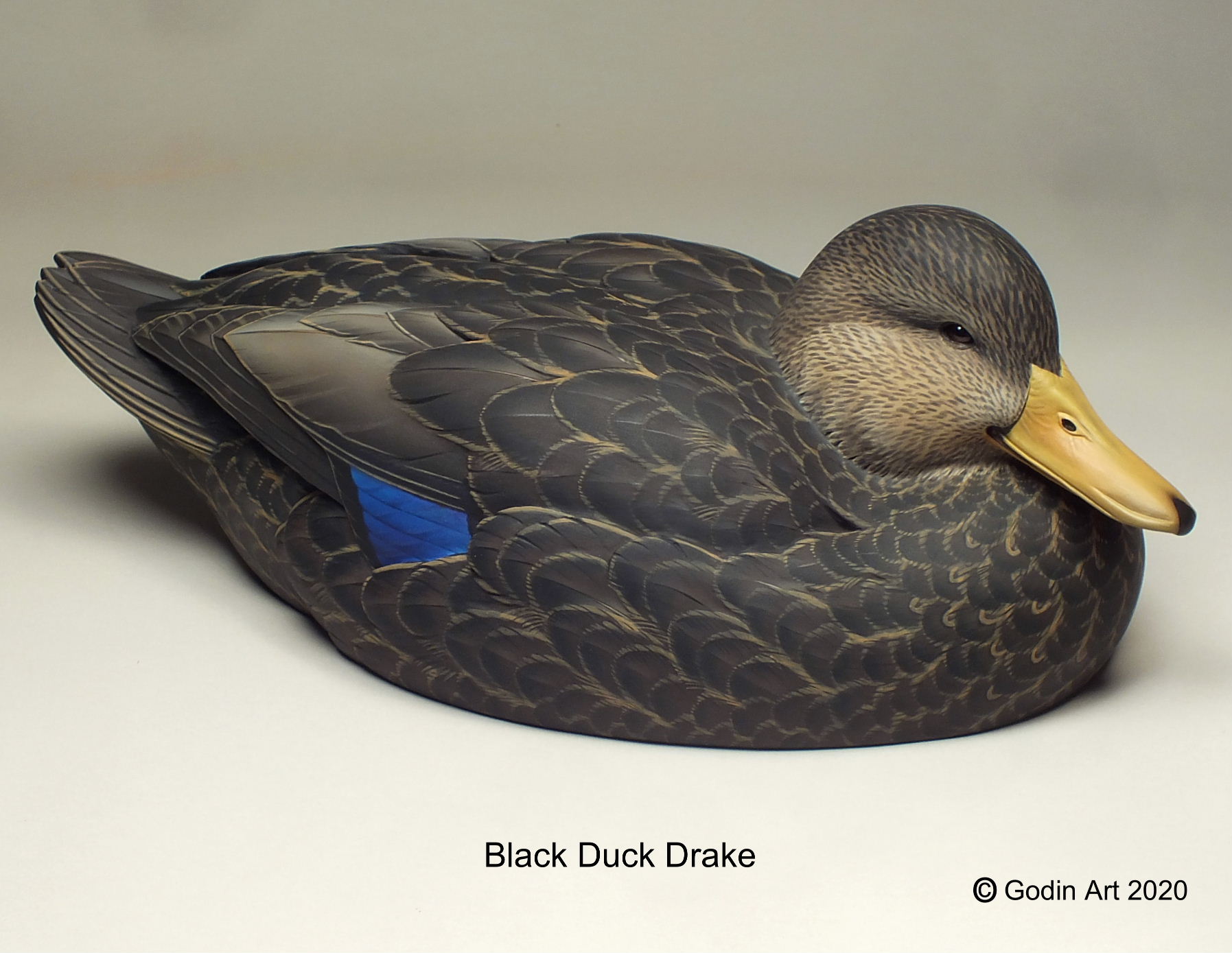 Black Duck Drake Photo Packet - Godin Art