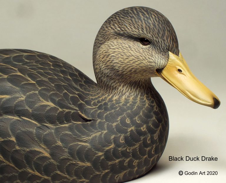 Black Duck Drake Photo Packet - Godin Art