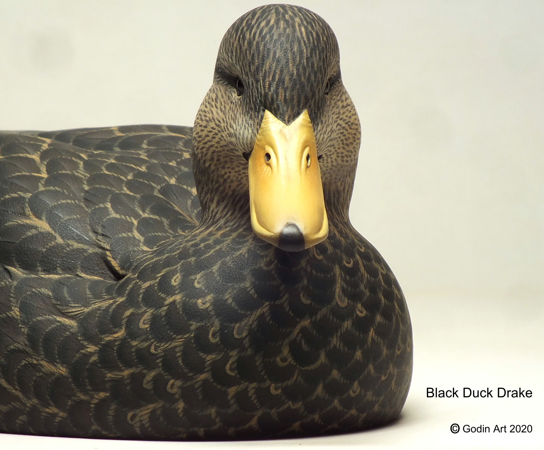 Black Duck Drake Photo Packet - Godin Art