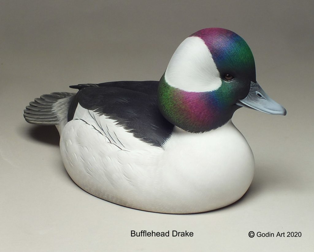 Bufflehead Drake Photo Packet - Godin Art