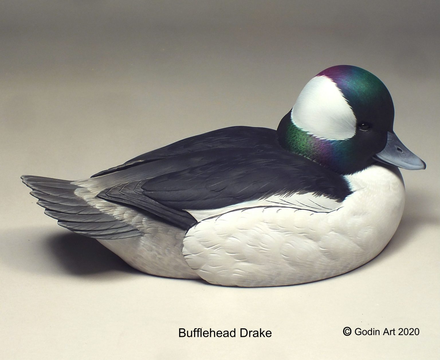 Bufflehead Drake Photo Packet - Godin Art