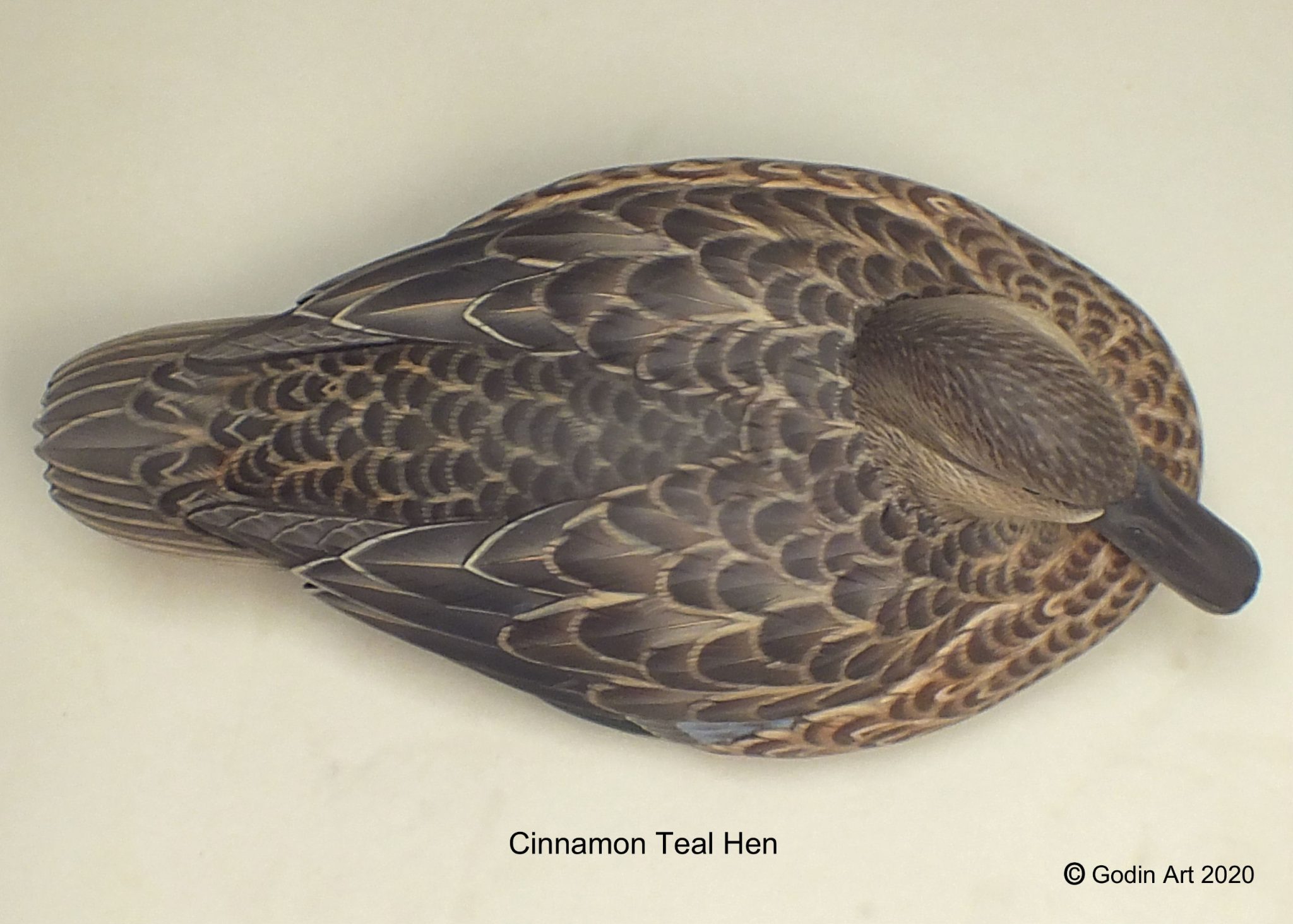 Cinnamon Teal Hen Photo Packet - Godin Art