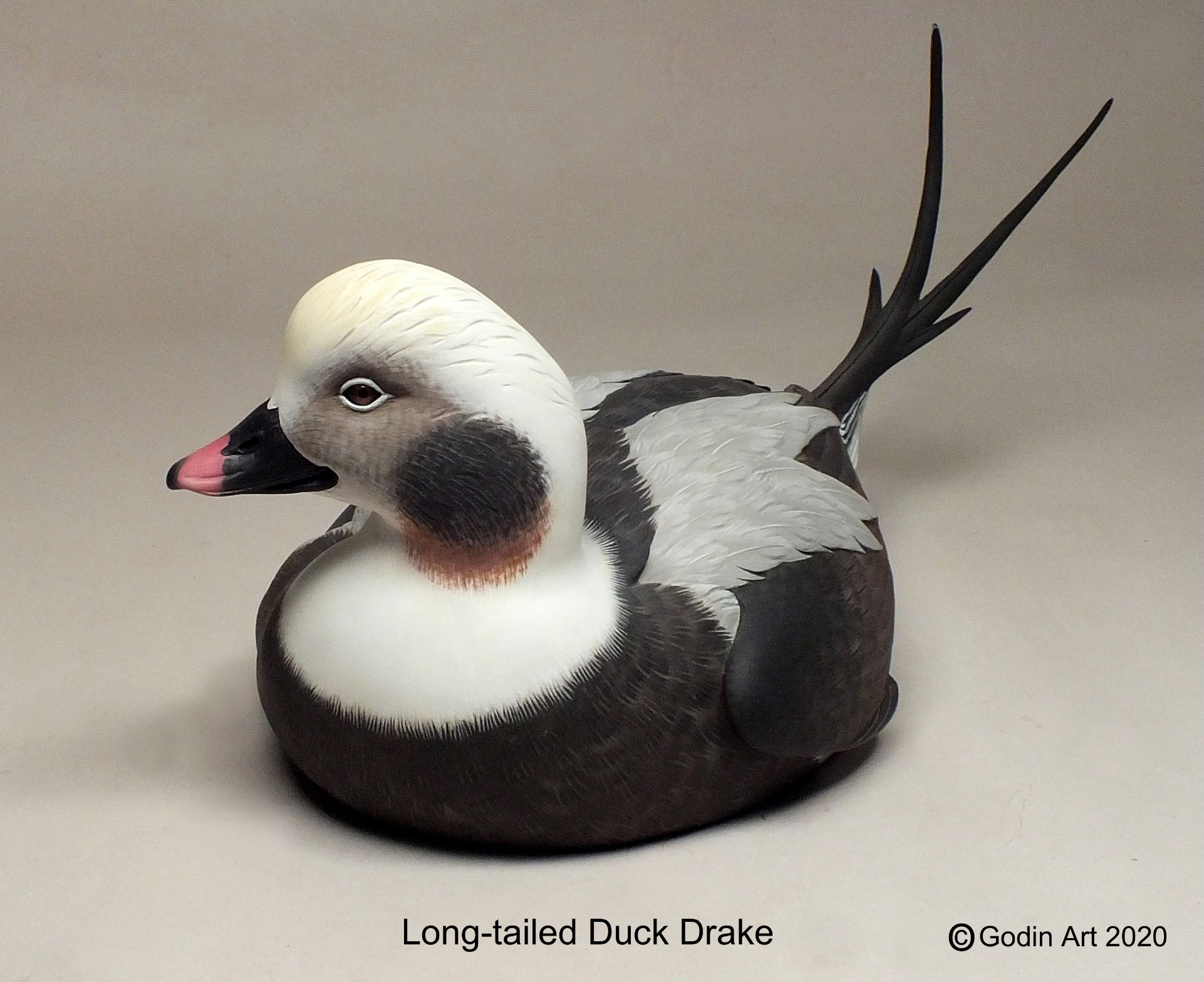 Long-tailed Duck Drake Photo Packet - Godin Art