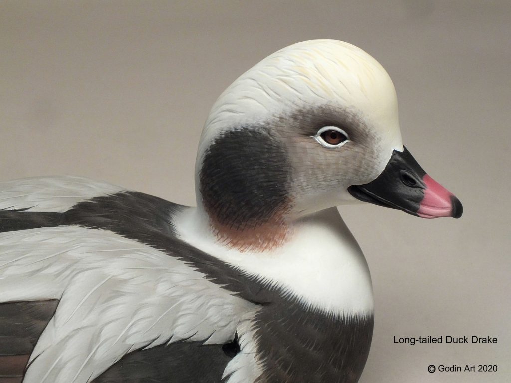 Long-tailed Duck Drake Photo Packet - Godin Art