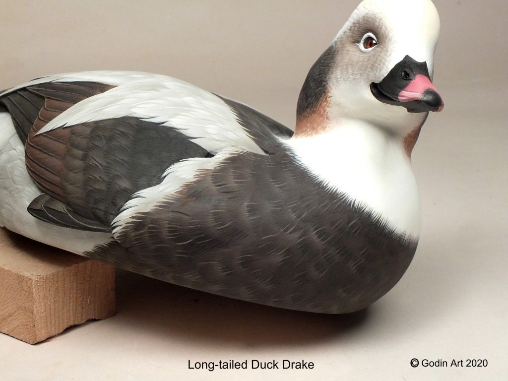 Long-tailed Duck Drake Photo Packet - Godin Art