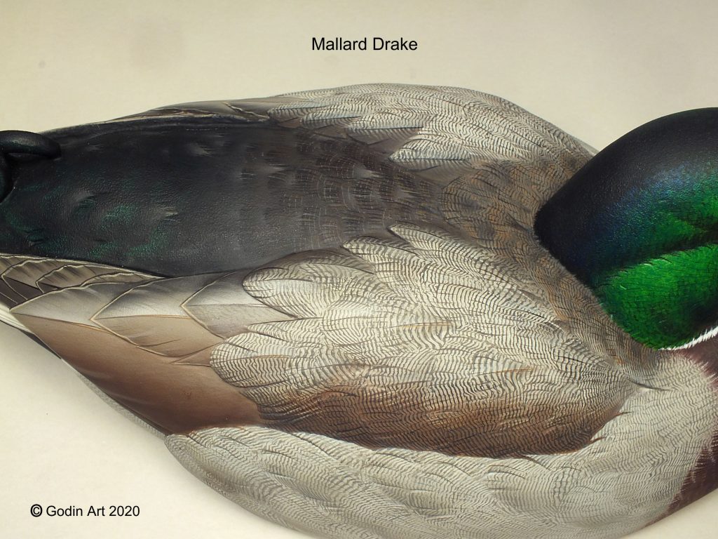 Mallard Drake Photo Packet - Godin Art