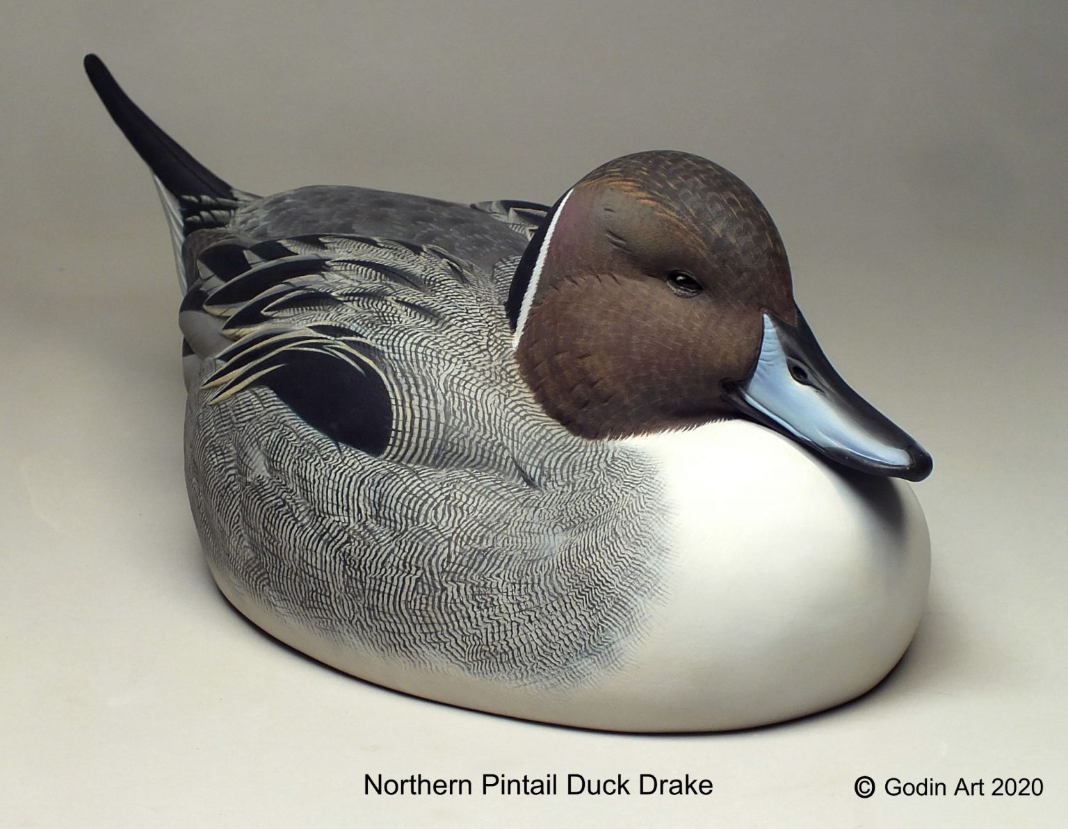 Low Head Northern Pintail Drake Photo Packet - Godin Art