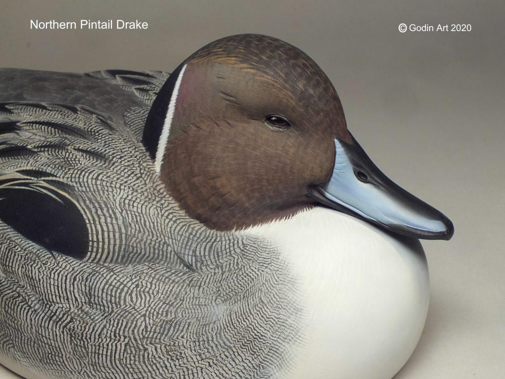 Low Head Northern Pintail Drake Photo Packet - Godin Art