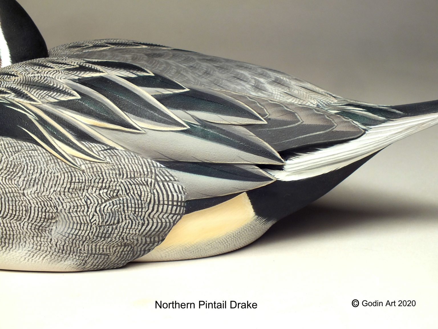 Low Head Northern Pintail Drake Photo Packet - Godin Art