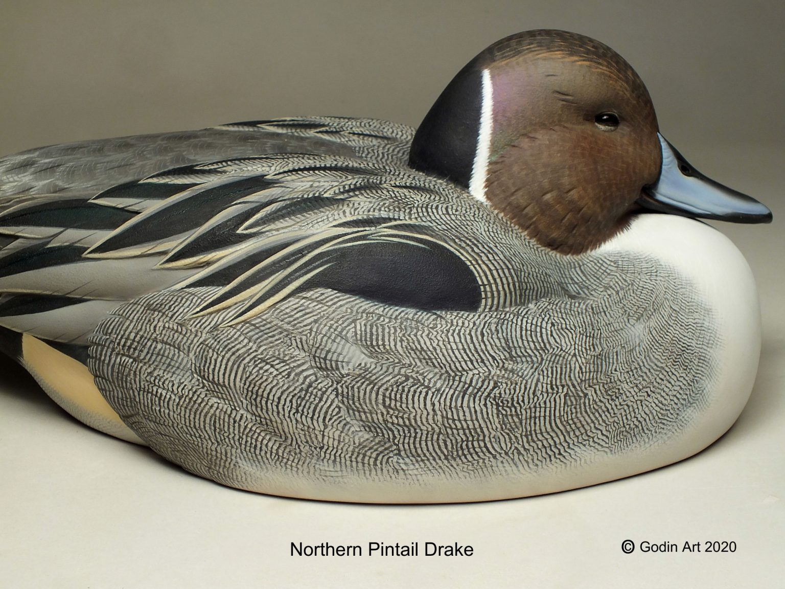 Low Head Northern Pintail Drake Photo Packet - Godin Art