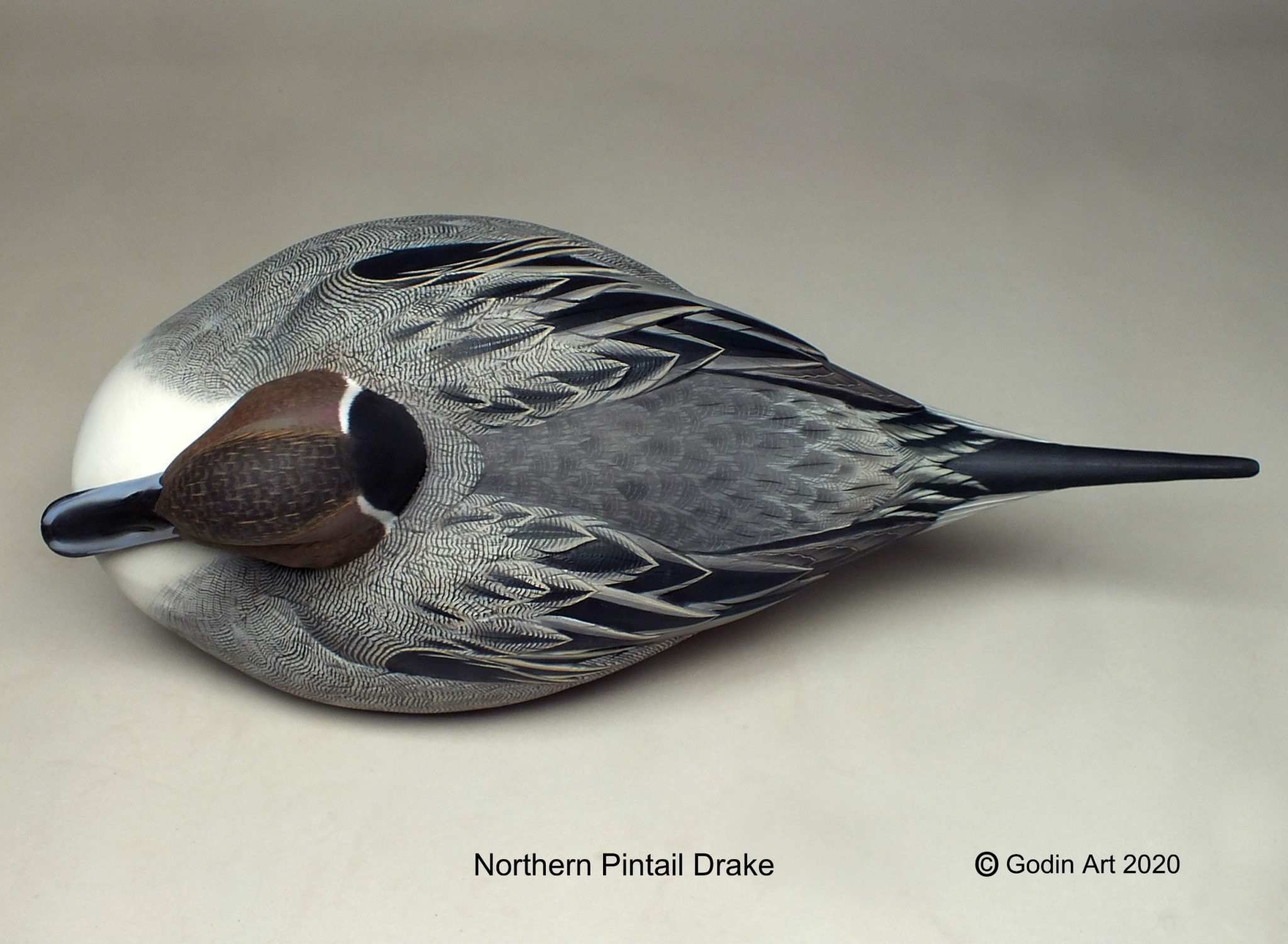 Low Head Northern Pintail Drake Photo Packet - Godin Art