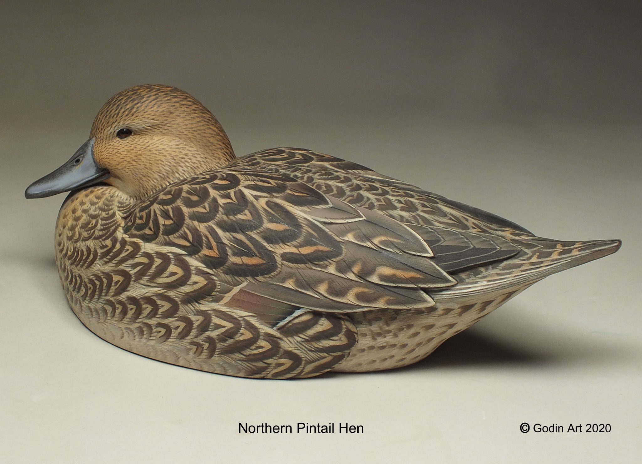 Northern Pintail Hen Photo Packet - Godin Art