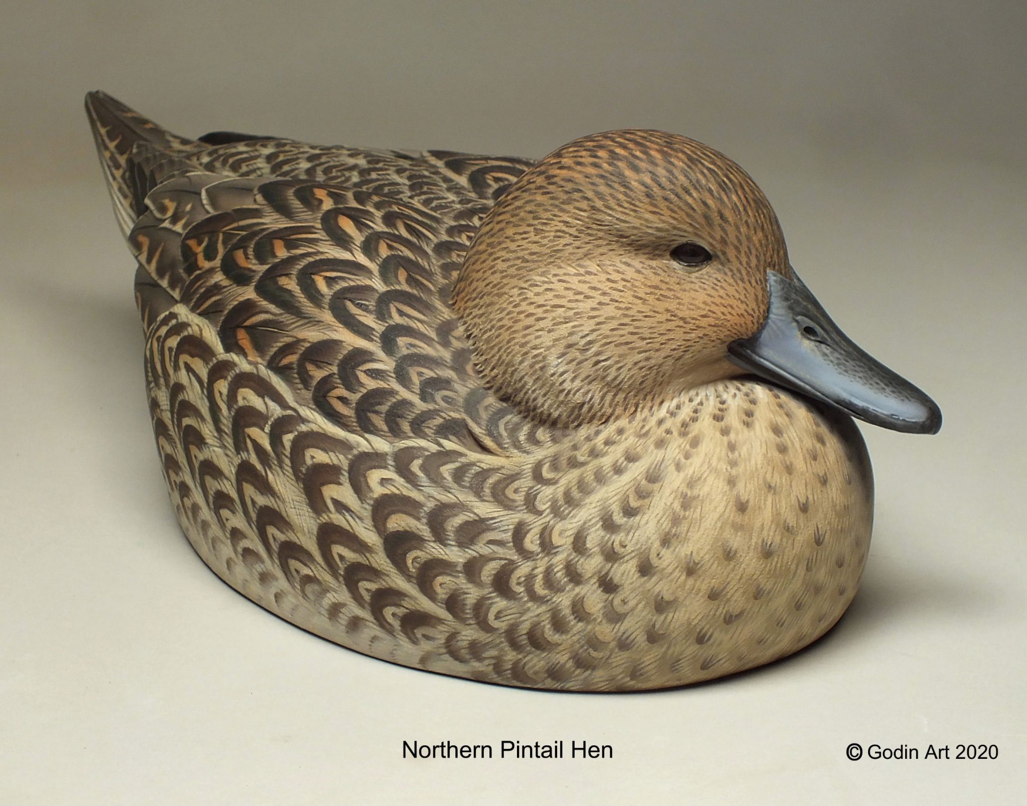 Northern Pintail Hen Photo Packet - Godin Art