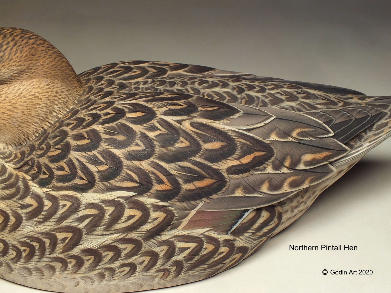 Northern Pintail Hen Photo Packet - Godin Art