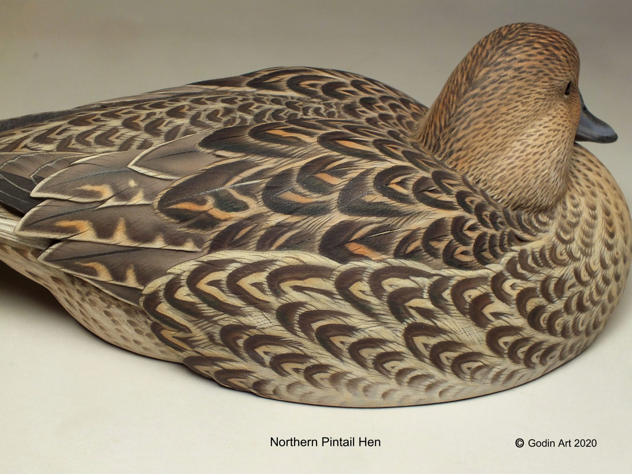 Northern Pintail Hen Photo Packet - Godin Art