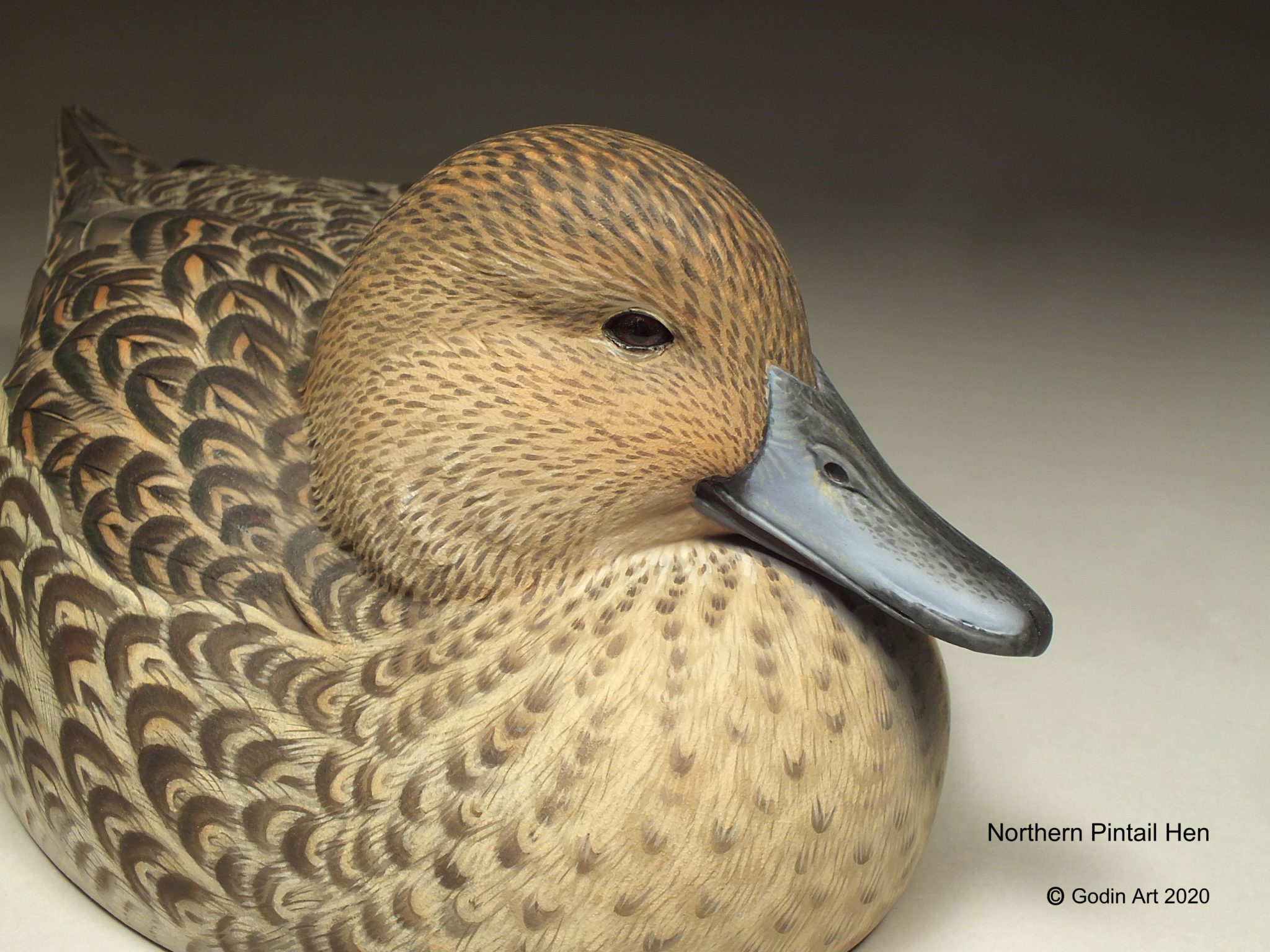 Northern Pintail Hen Photo Packet - Godin Art