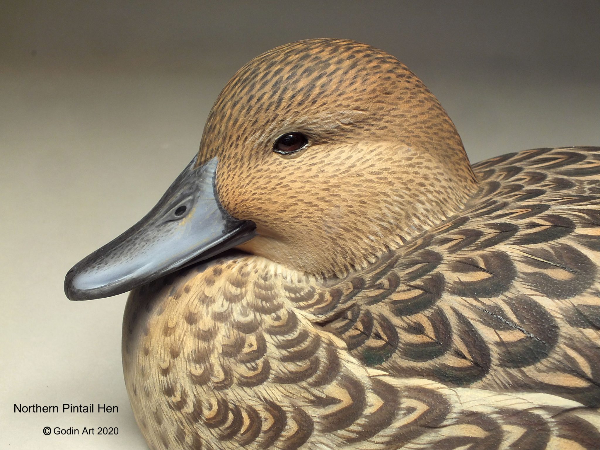 Northern Pintail Hen Photo Packet - Godin Art