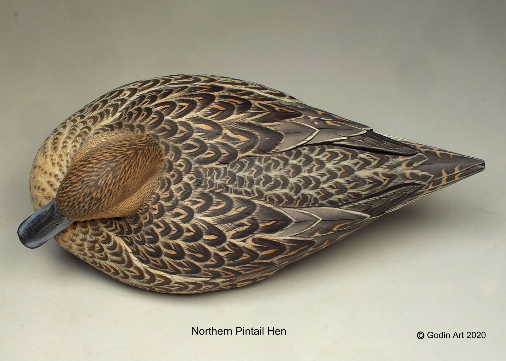 Northern Pintail Hen Photo Packet - Godin Art