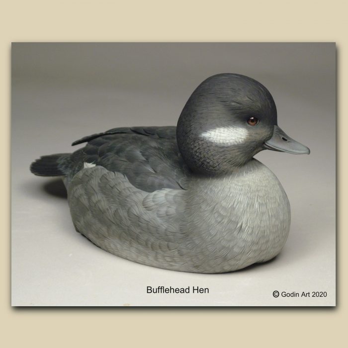 Bufflehead Hen Photo Packet - Godin Art
