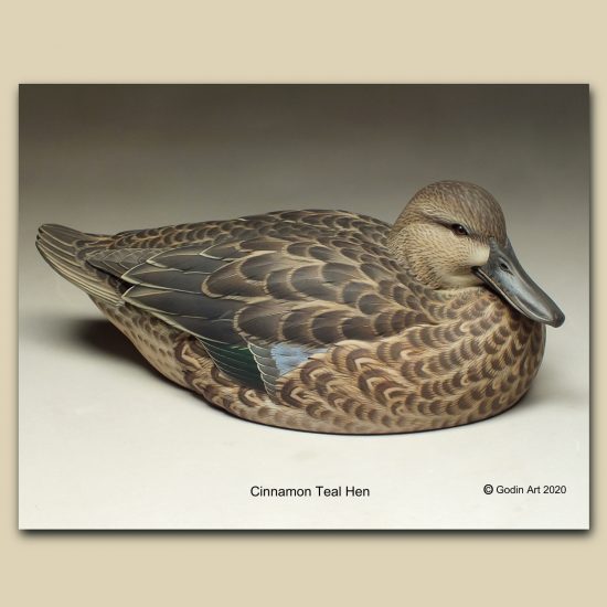 Blue-winged Teal Hen Photo Packet - Godin Art