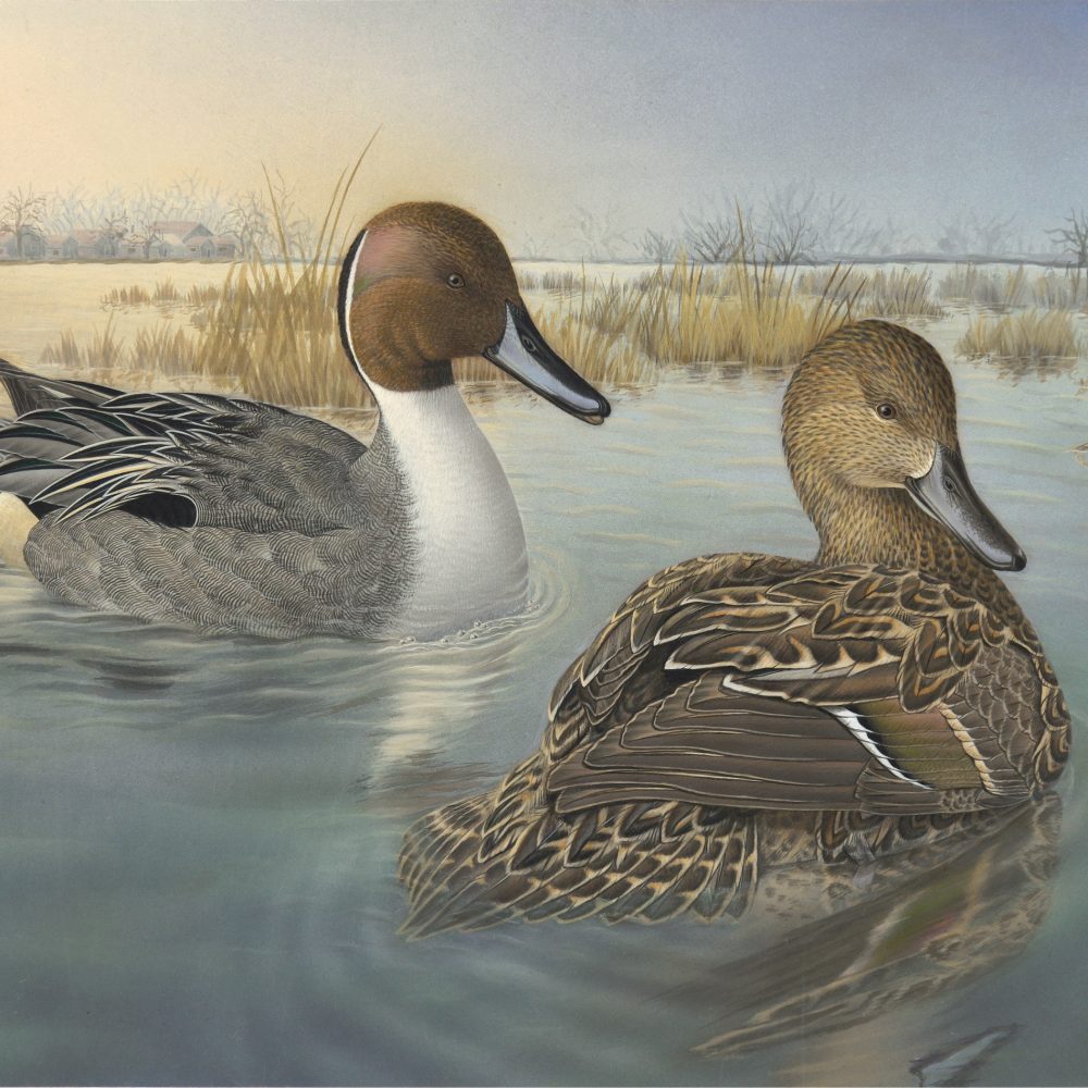 Canvasback Drake 2005 - Godin Art